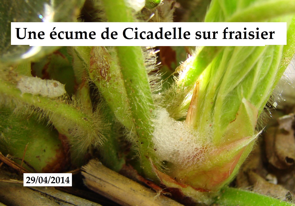 Cicadelle spumeuse - Les jardins de DZprod