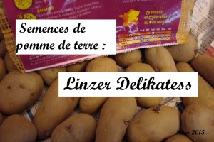 Semences Linzer Delikatess - Les jardins de DZprod