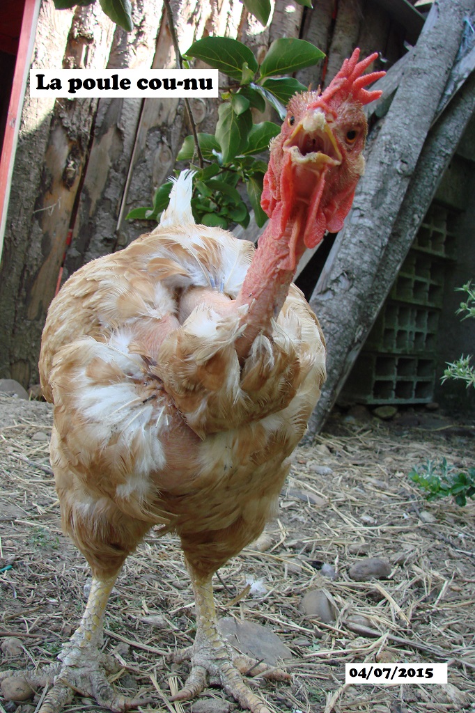 Les poules du Loucastarelet - Les jardins de DZprod