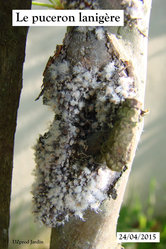 Le puceron lanigère - Les jardins de DZprod