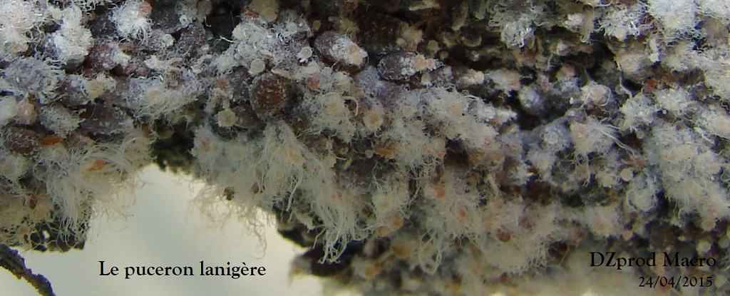 Le puceron lanigère - Les jardins de DZprod