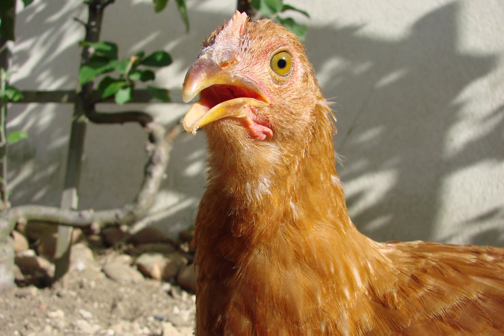Ma poulette rousse - Les jardins de DZprod