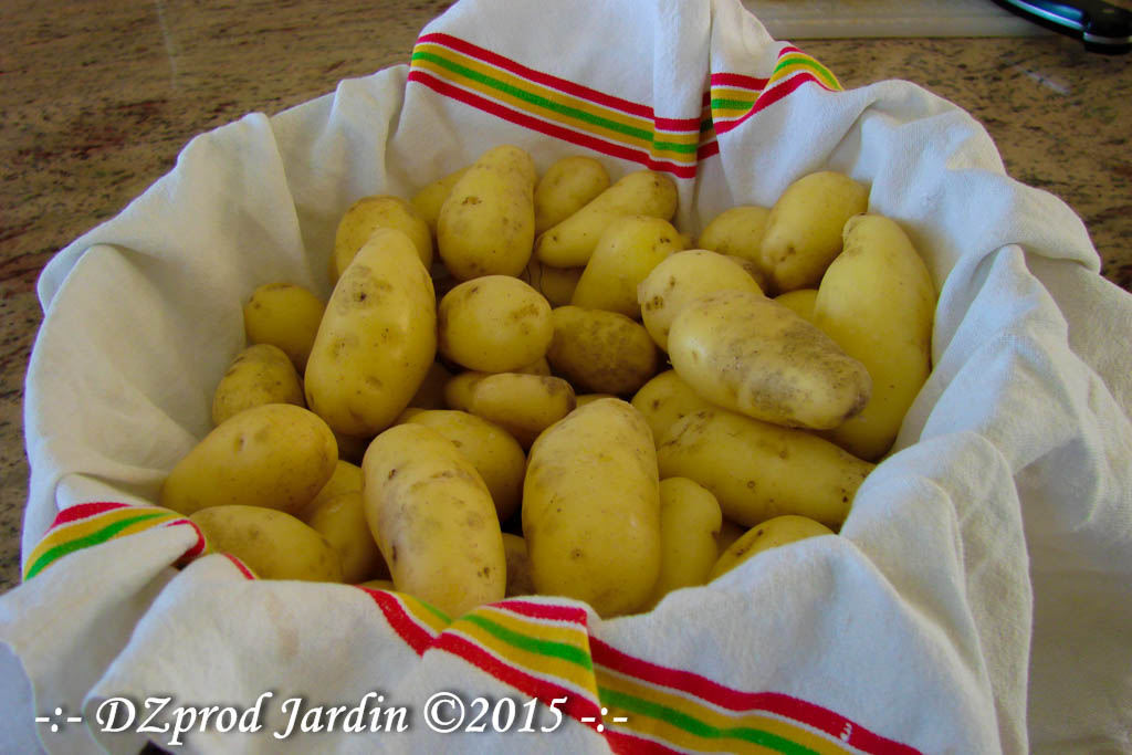 Nouveau rang de patate Linzer Delikatess - Les jardins de DZprod