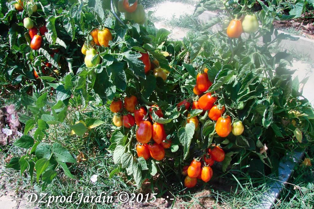 Préparation et conditionnement des tomates séchées au soleil de ...