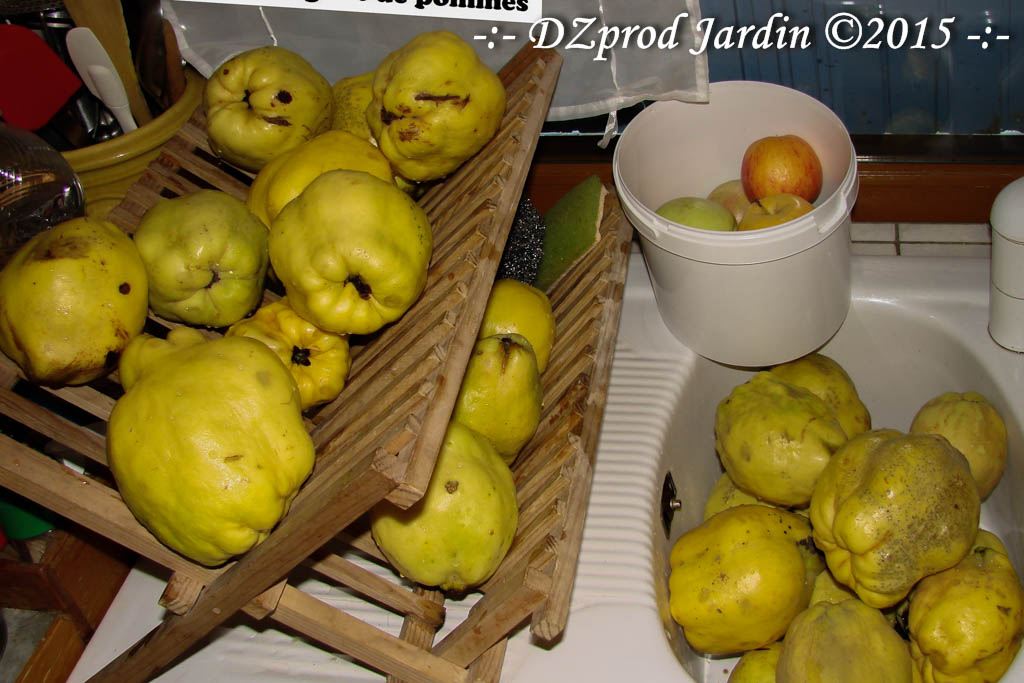 Le travail du Coing - Les jardins de DZprod