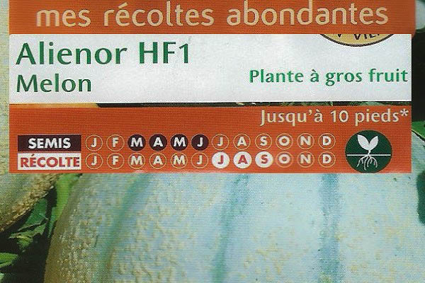 Melon Alienor HF1 - Les jardins de DZprod