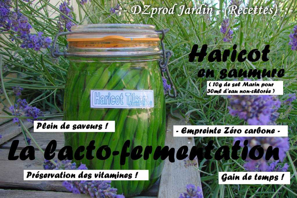 Haricot conserve maison : version zéro carbone ! - Les jardins de DZprod