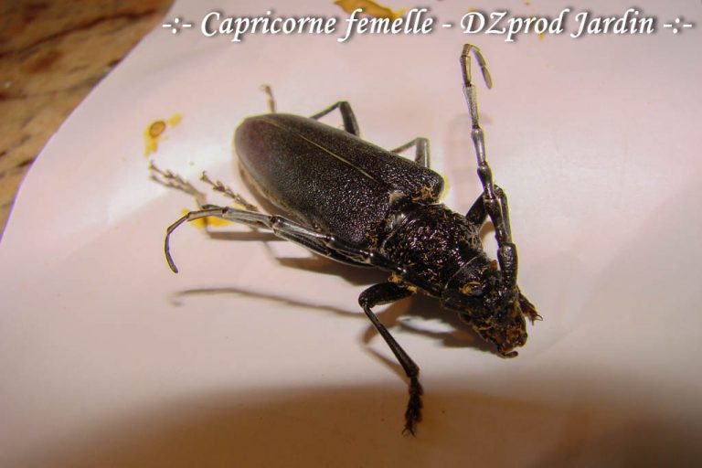 Le grand capricorne du chêne - Les jardins de DZprod