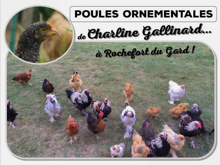 Achat POULE pondeuse et ornement à Rochefort du Gard - Pujaut ...